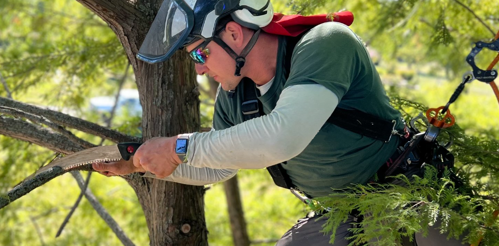 Provision Arbor Care