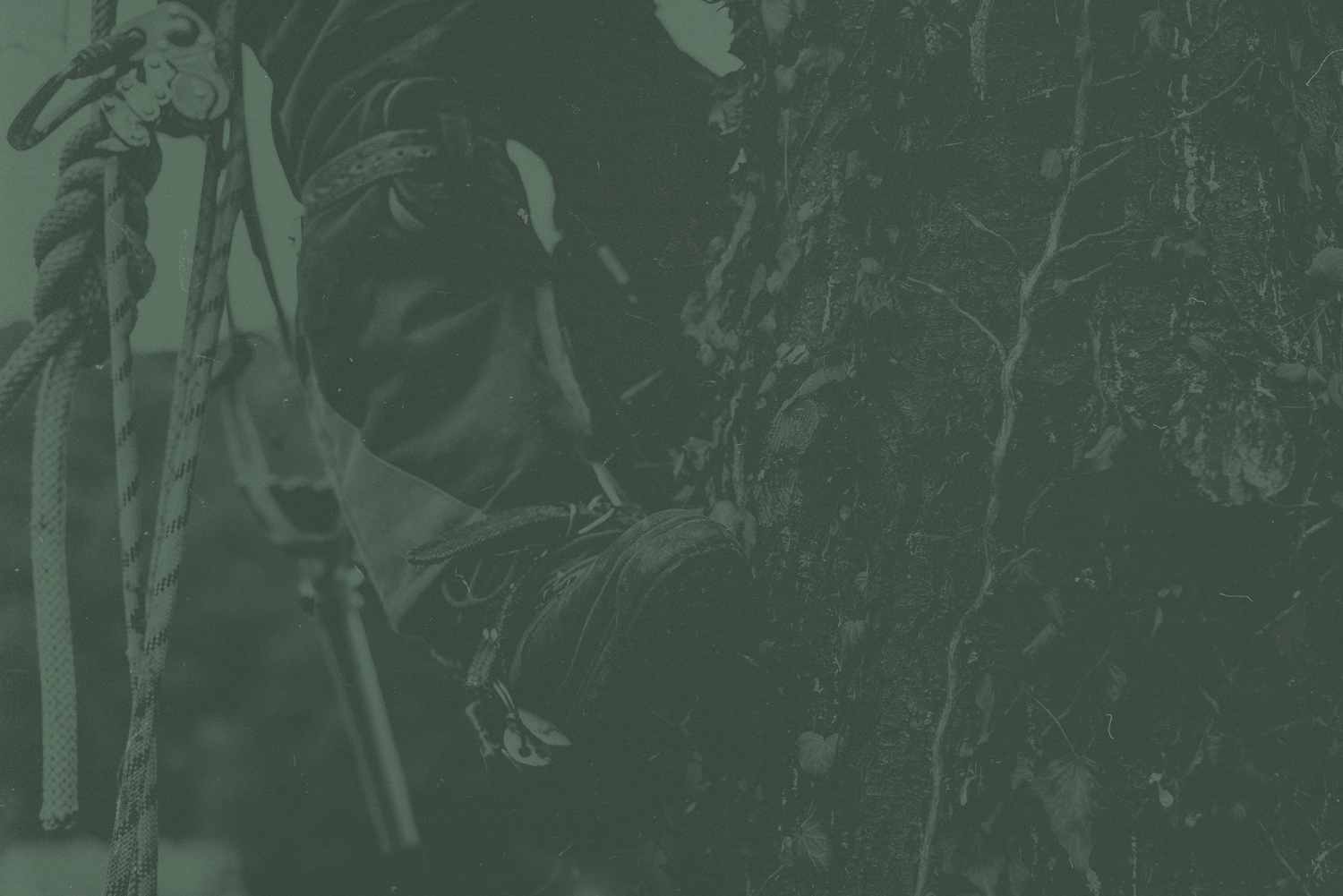 Tree Care Near St. Louis — Provision Arbor Care