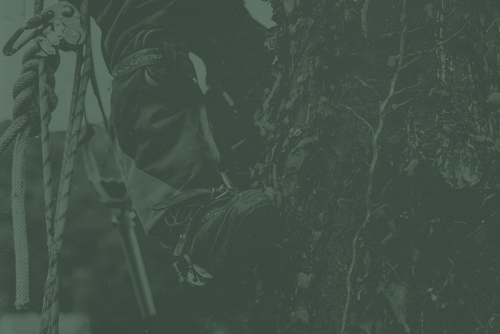 Tree Care Near St. Louis — Provision Arbor Care