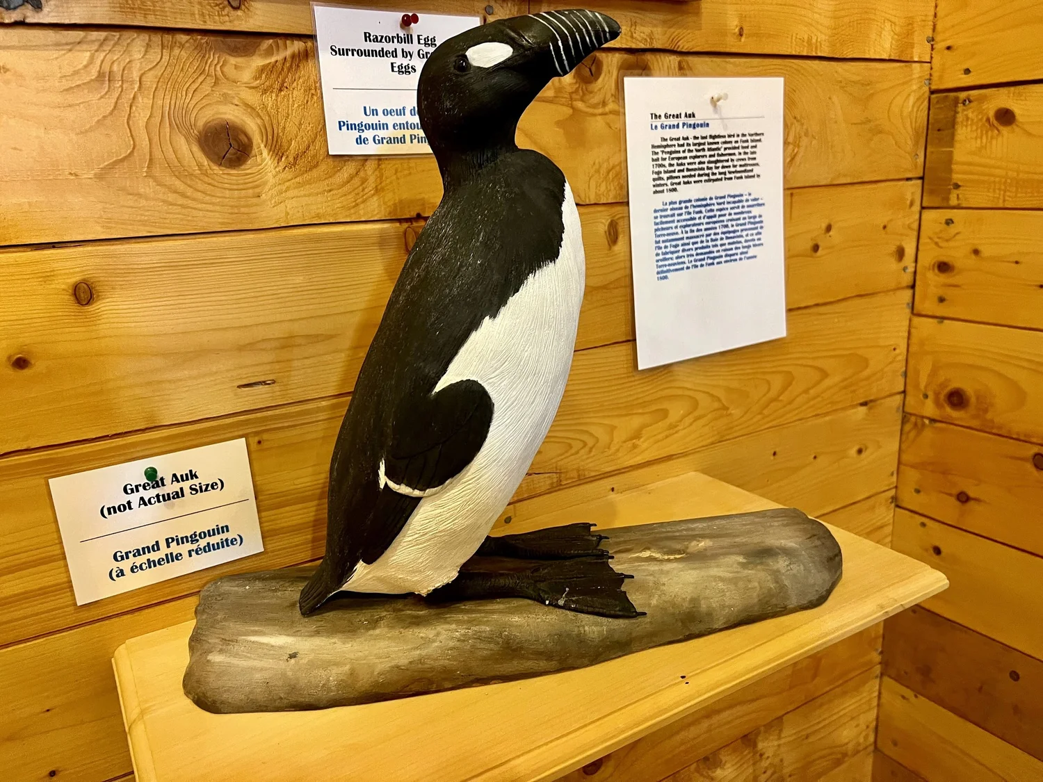 On Fogo Island, Artists Celebrate the Extinct Great Auk — Modern Traveller