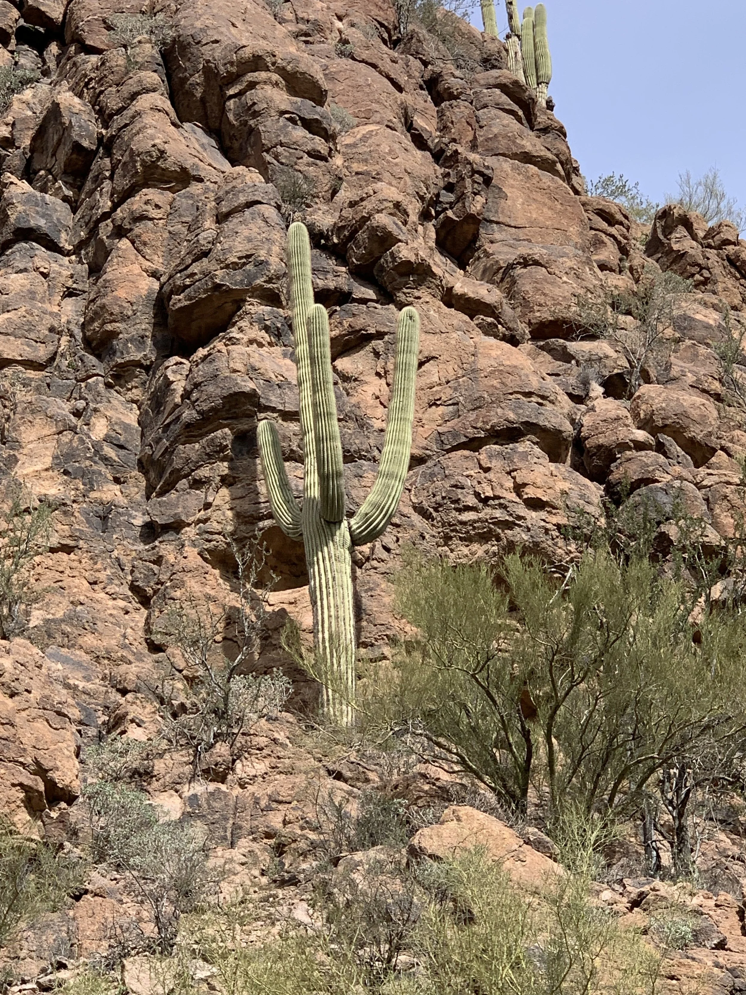 Saguaros, Sunshine and Gastronomy in Tucson, Arizona — Modern Traveller