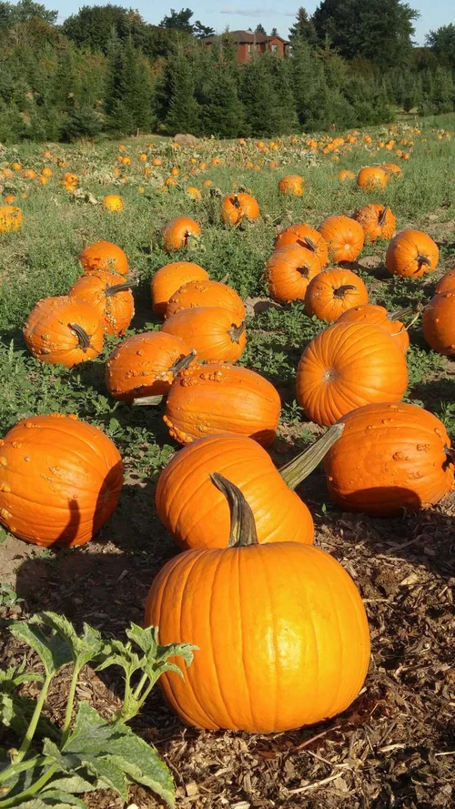 The 13 Best Pumpkin Farms in Ontario — Modern Traveller