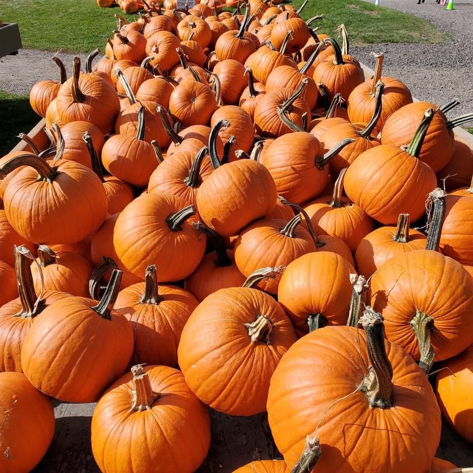 The 13 Best Pumpkin Farms in Ontario — Modern Traveller