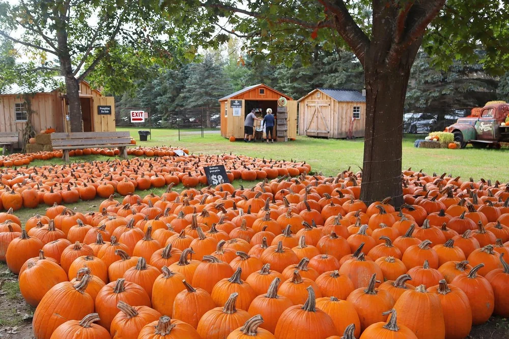 The 13 Best Pumpkin Farms in Ontario — Modern Traveller