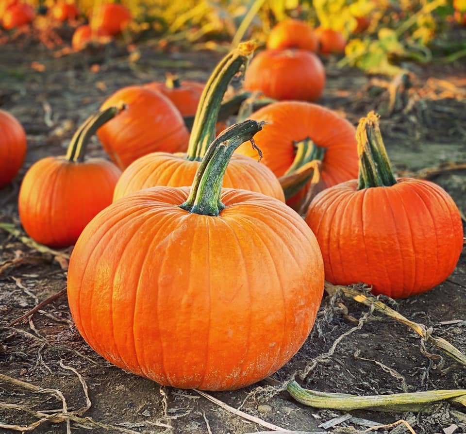 The 13 Best Pumpkin Farms in Ontario — Modern Traveller