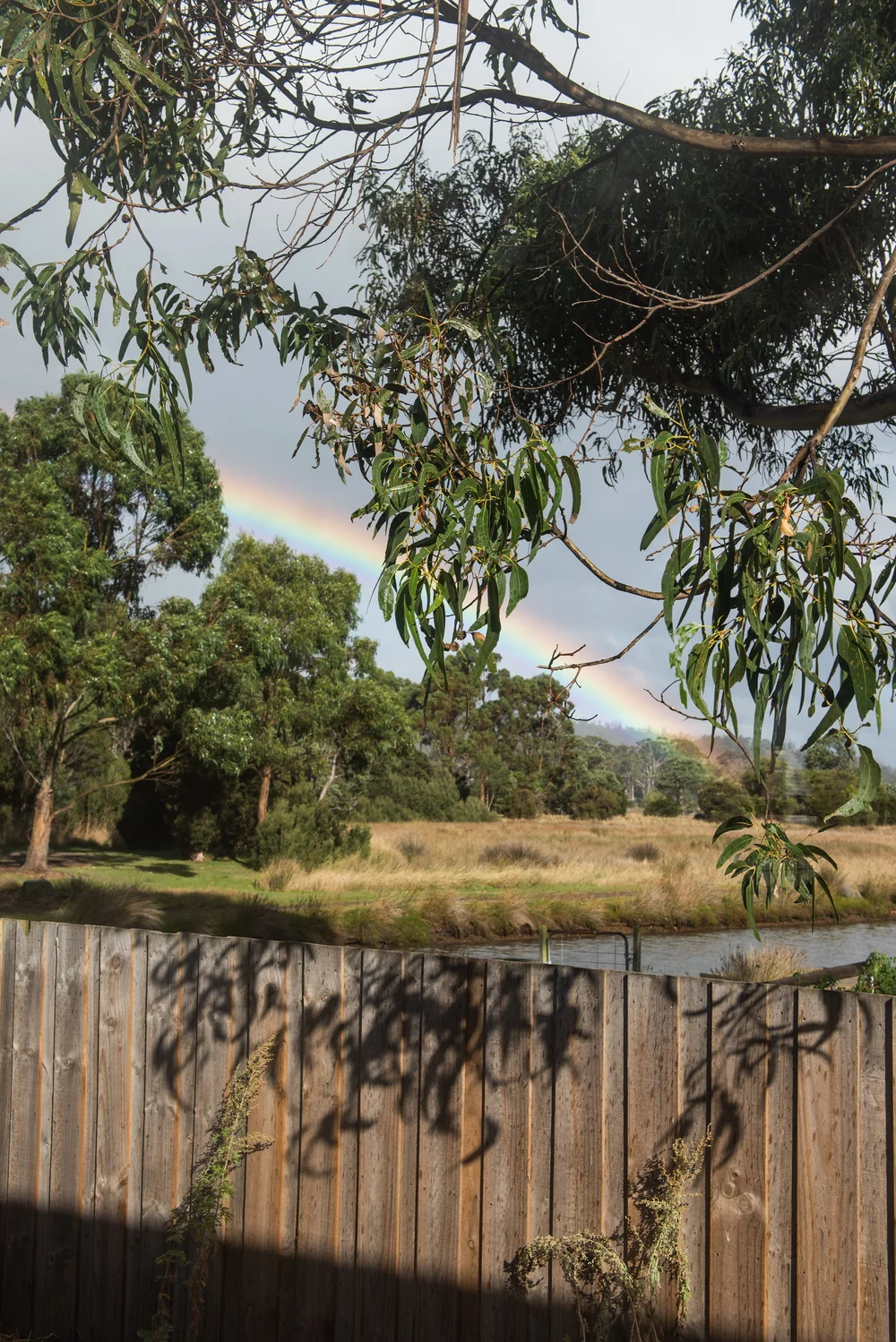 The Healing Space Cygnet