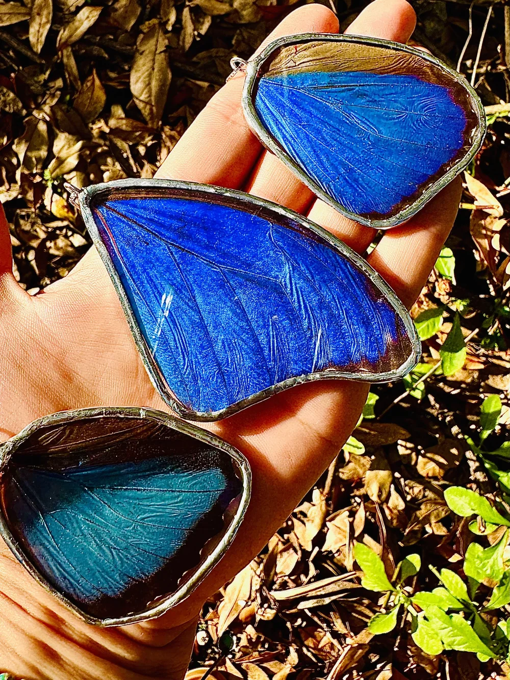 Blue Morpho Butterfly Wings