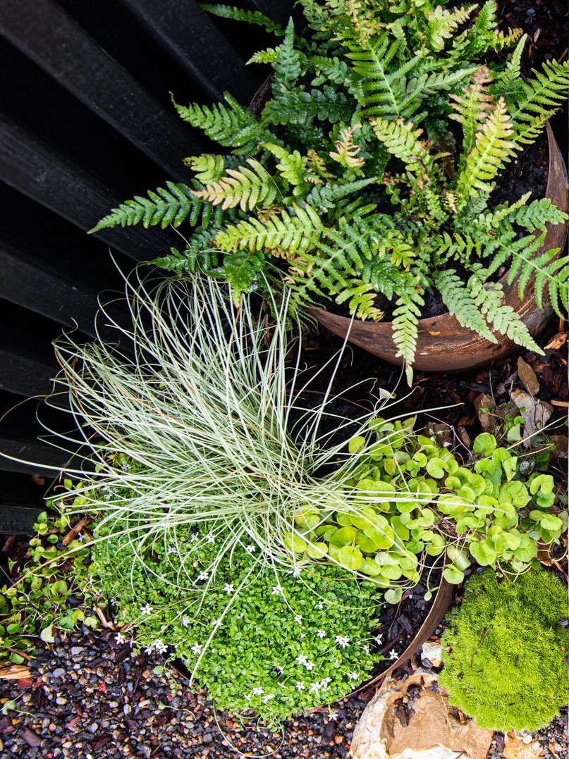 Landscape Designer | Carla Perry Gardens | Melbourne