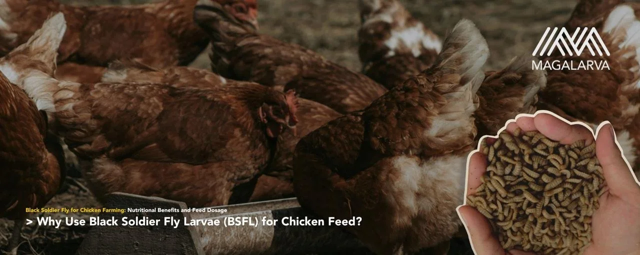 Black Soldier Fly for Backyard Chickens: Nutritional Benefits and Feed ...