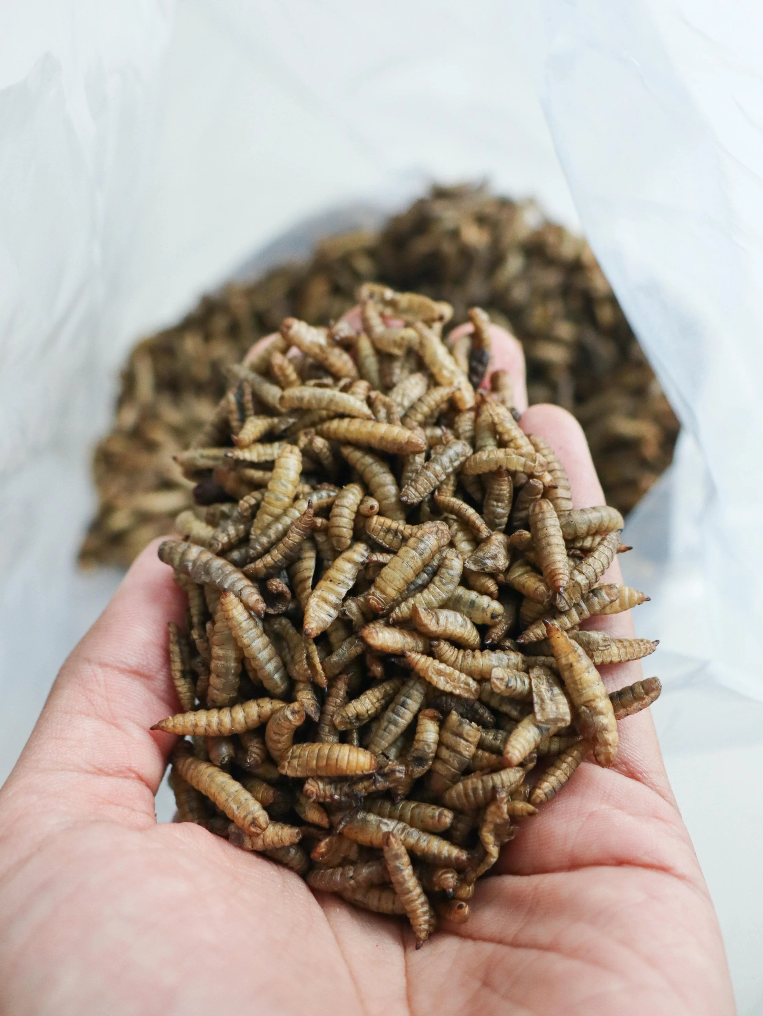 Magma Dried Larvae | Magalarva