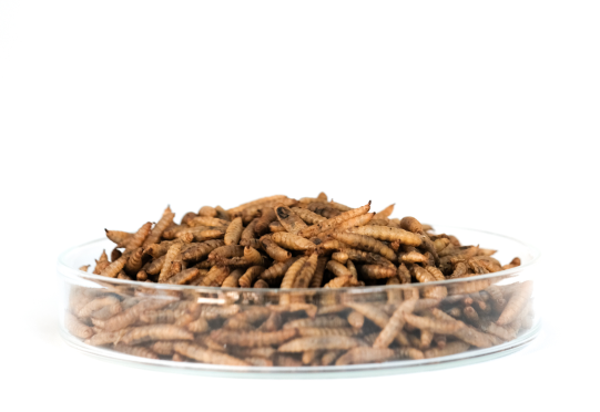Magma Dried Larvae | Magalarva