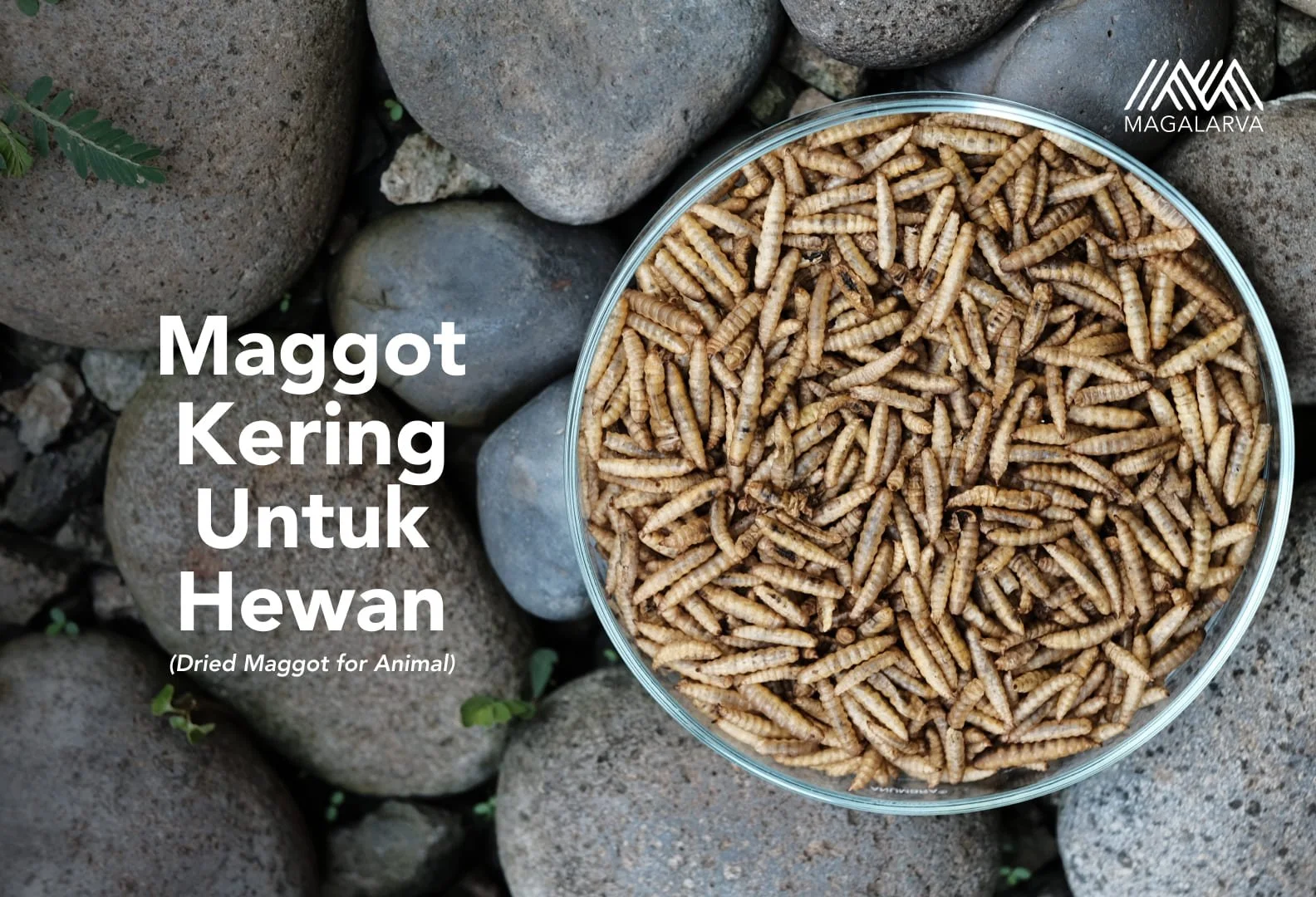 Maggot Kering Tahan Berapa Lama? | Magalarva