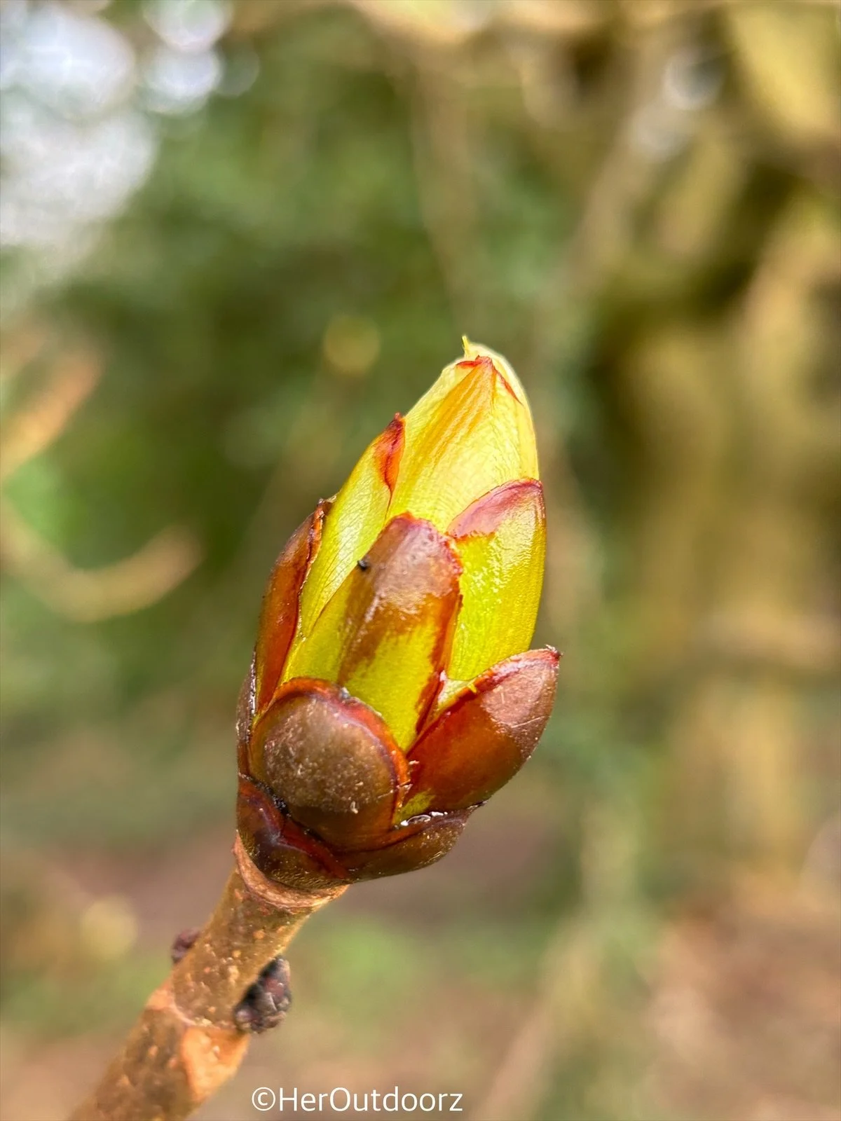 The Brilliance of Budburst — HerOutdoorz - Garden Designer and Nature ...