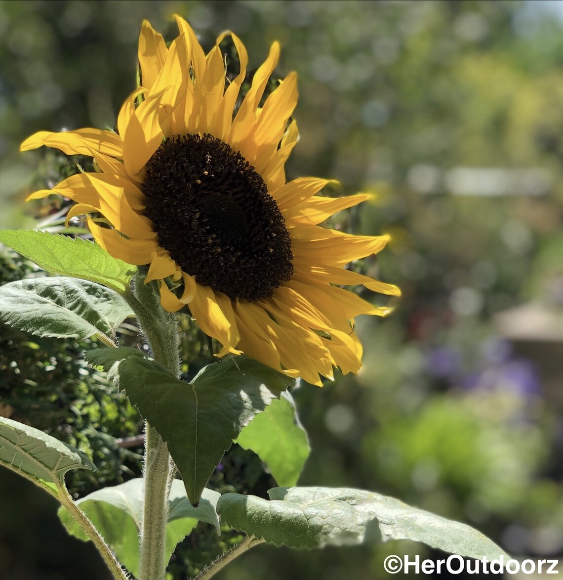 Lammas. There’s still much more to come — HerOutdoorz - Garden Designer ...