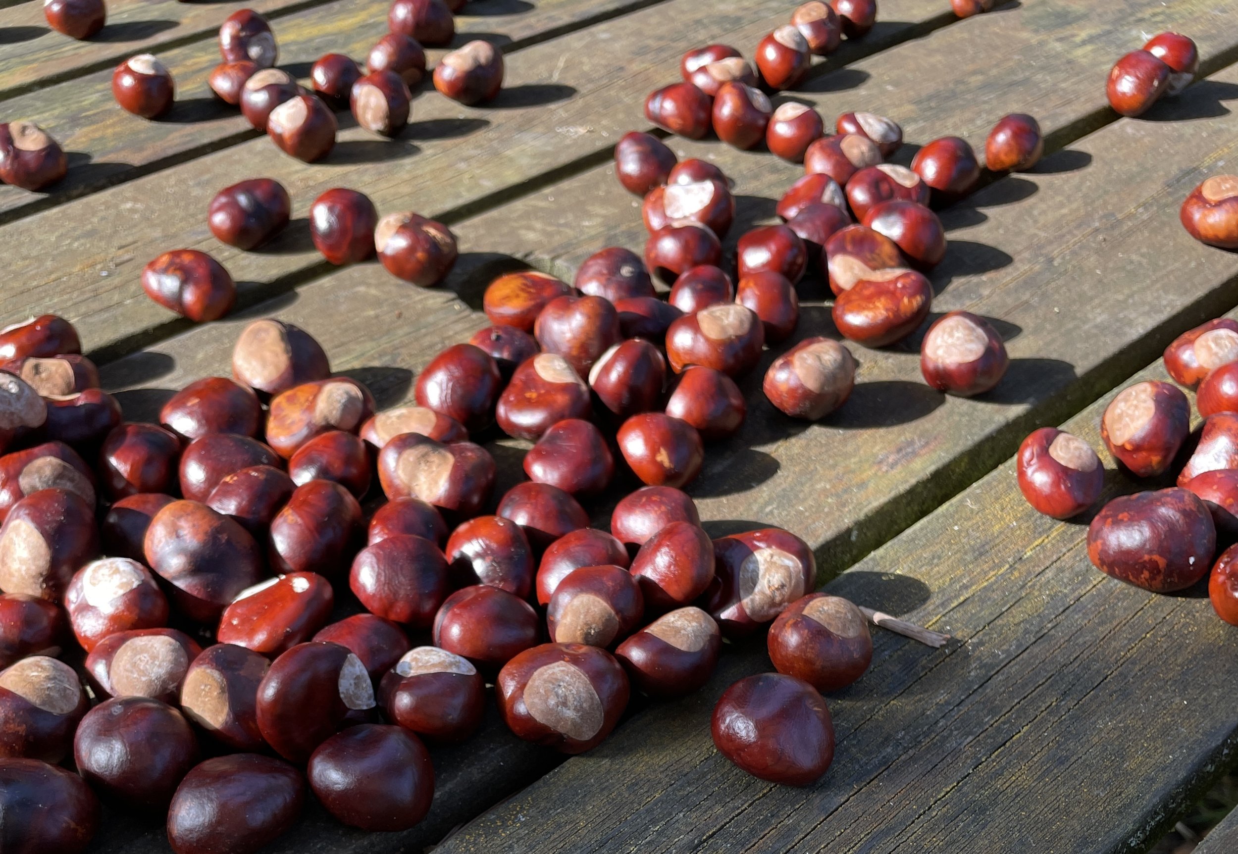 Captivating Conkers — HerOutdoorz - Garden Designer and Nature Writer