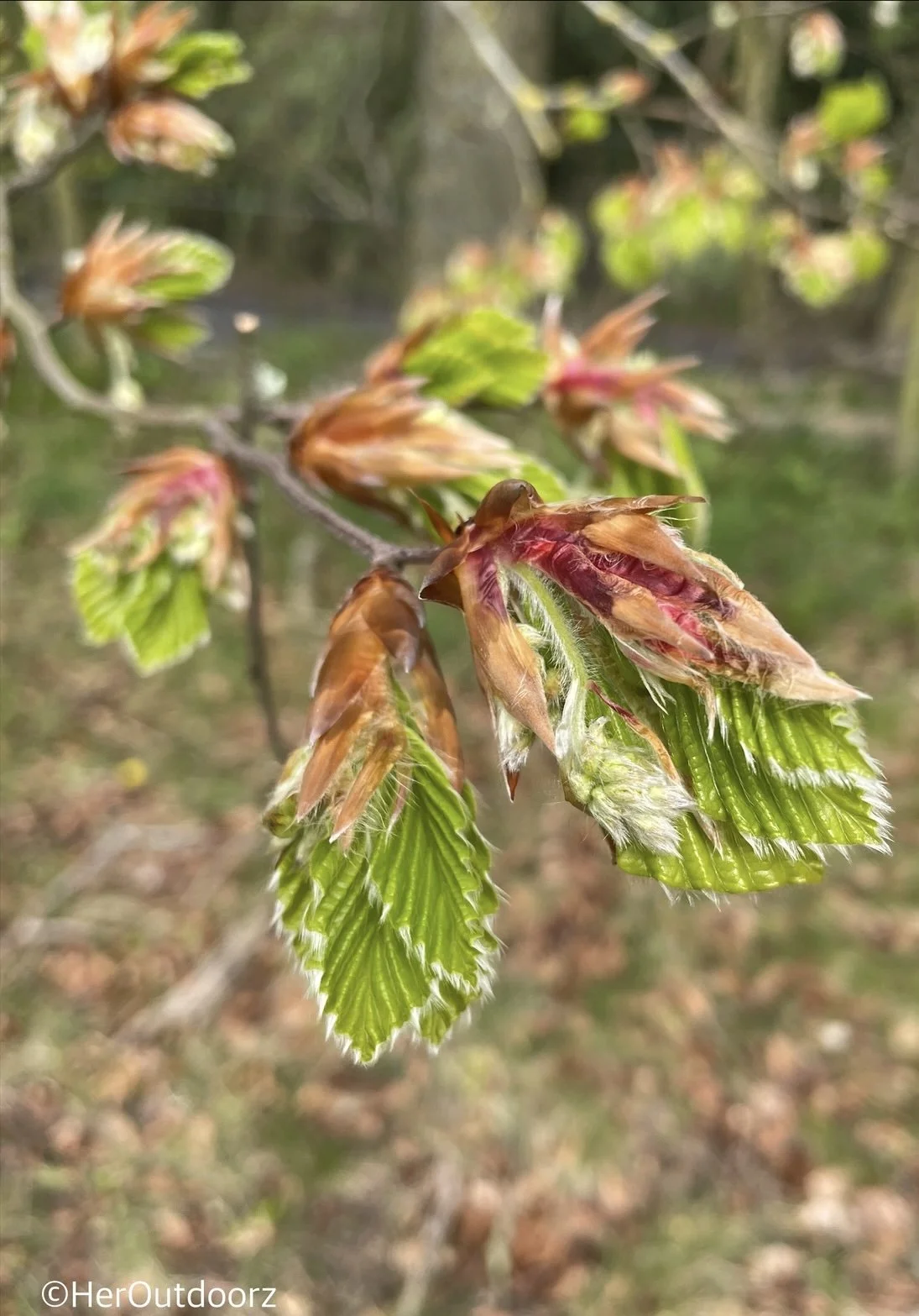 The Brilliance of Budburst — HerOutdoorz - Garden Designer and Nature ...