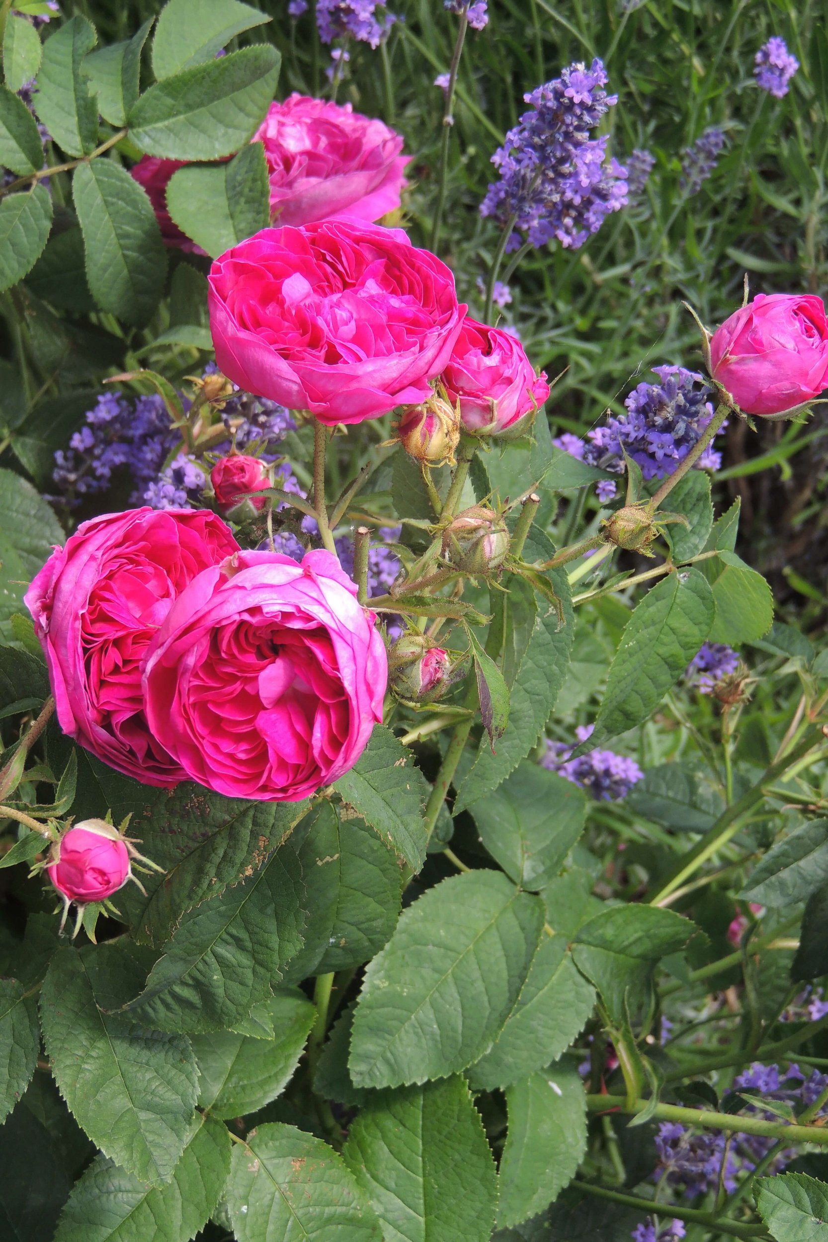 Naturalistic Planting Design — HerOutdoorz - Garden Designer and Nature ...