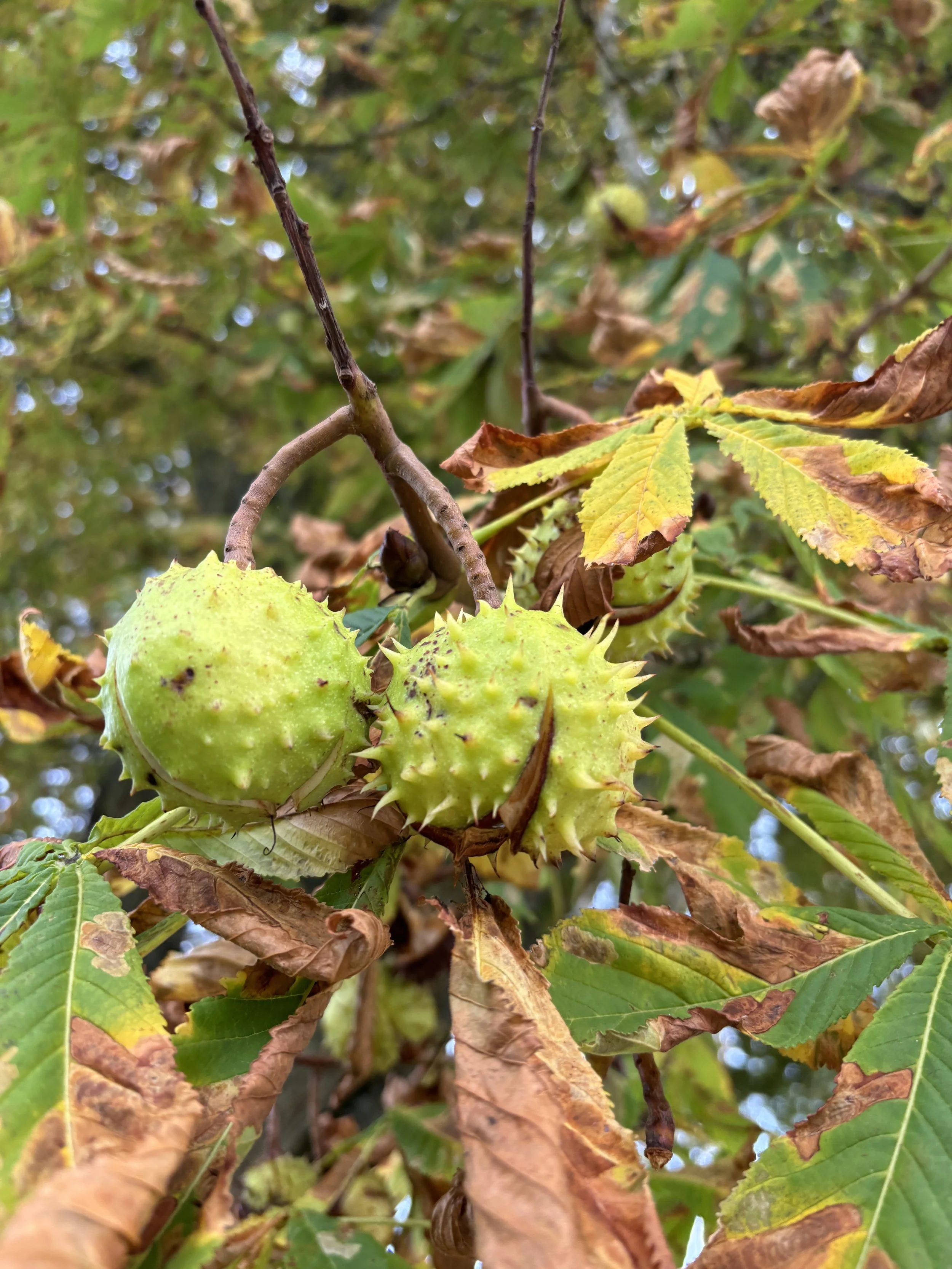 Captivating Conkers — HerOutdoorz - Garden Designer and Nature Writer