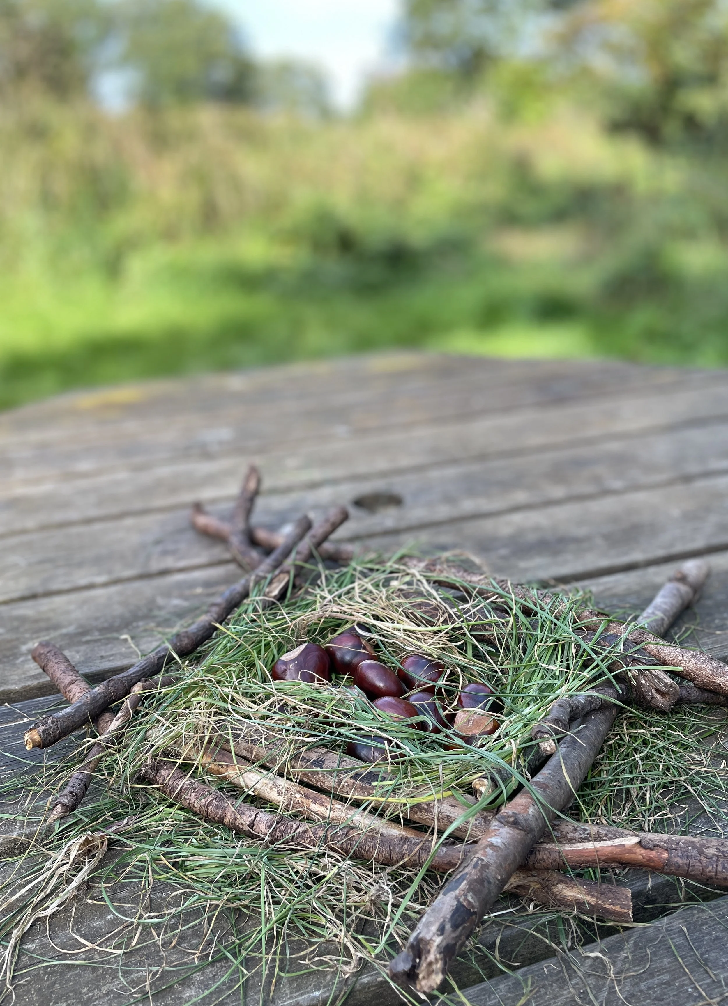 Captivating Conkers — HerOutdoorz - Garden Designer and Nature Writer