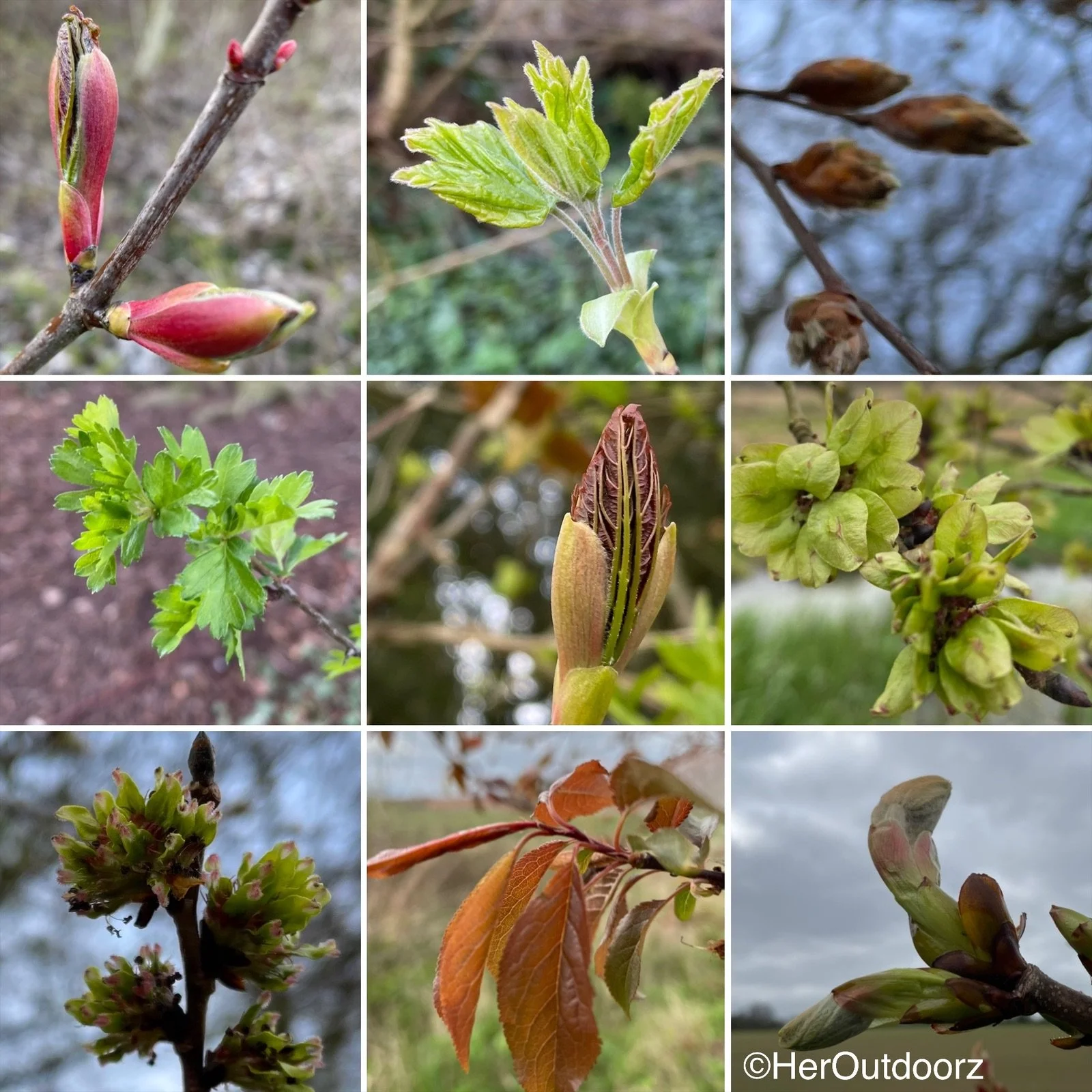 The Brilliance of Budburst — HerOutdoorz - Garden Designer and Nature ...