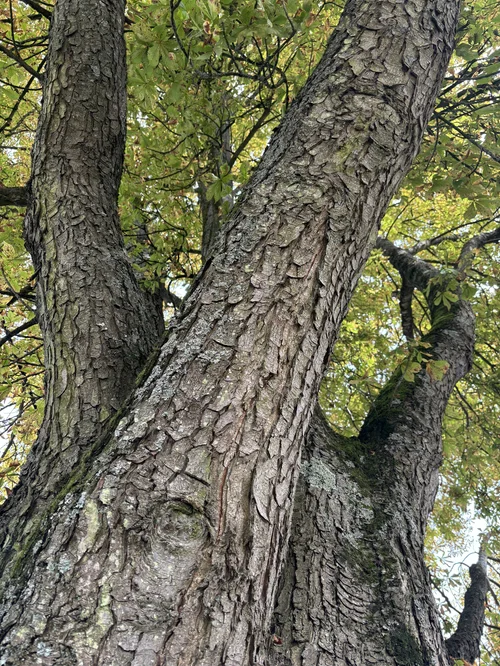 Captivating Conkers — HerOutdoorz - Garden Designer and Nature Writer