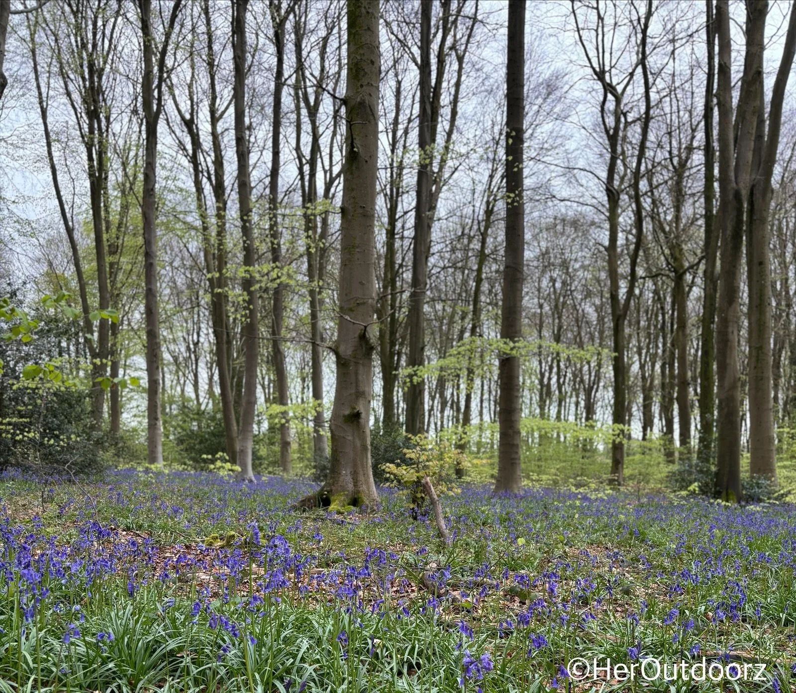 The Glory of a Bluebell Wood — HerOutdoorz - Garden Designer and Nature ...