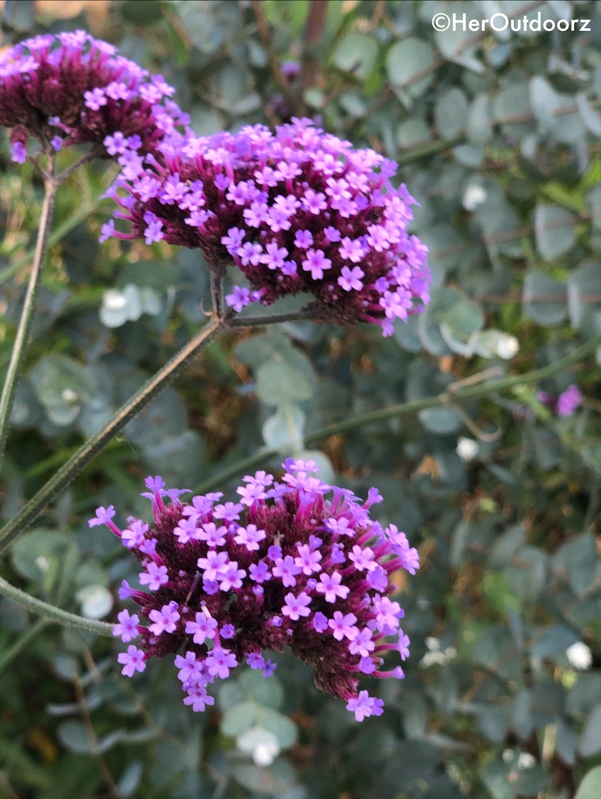Twilight Gardens — HerOutdoorz - Garden Designer and Nature Writer