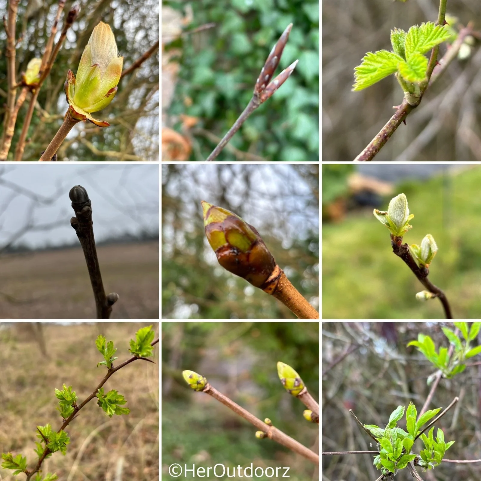 The Brilliance of Budburst — HerOutdoorz - Garden Designer and Nature ...