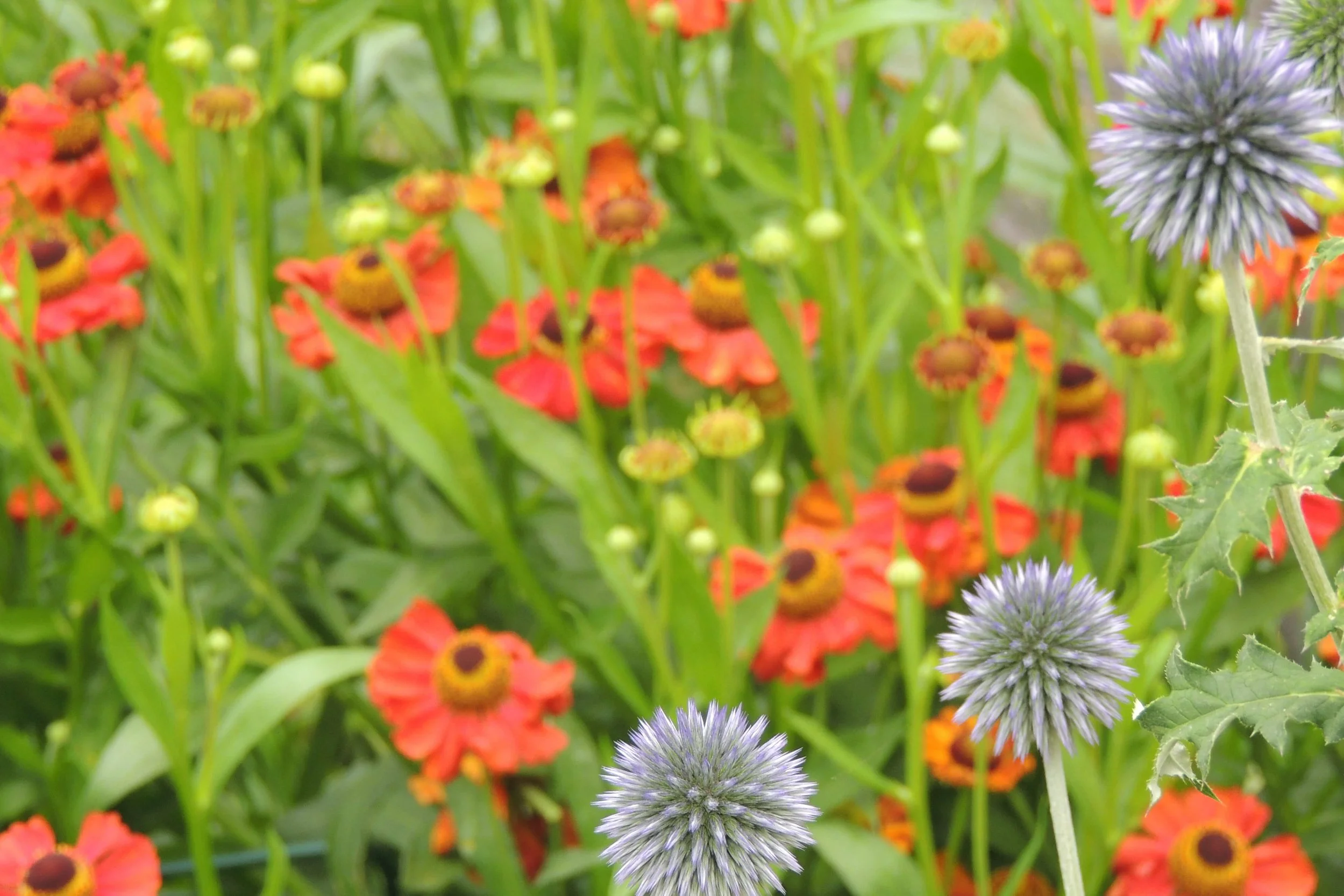 Naturalistic Planting Design — HerOutdoorz - Garden Designer and Nature ...