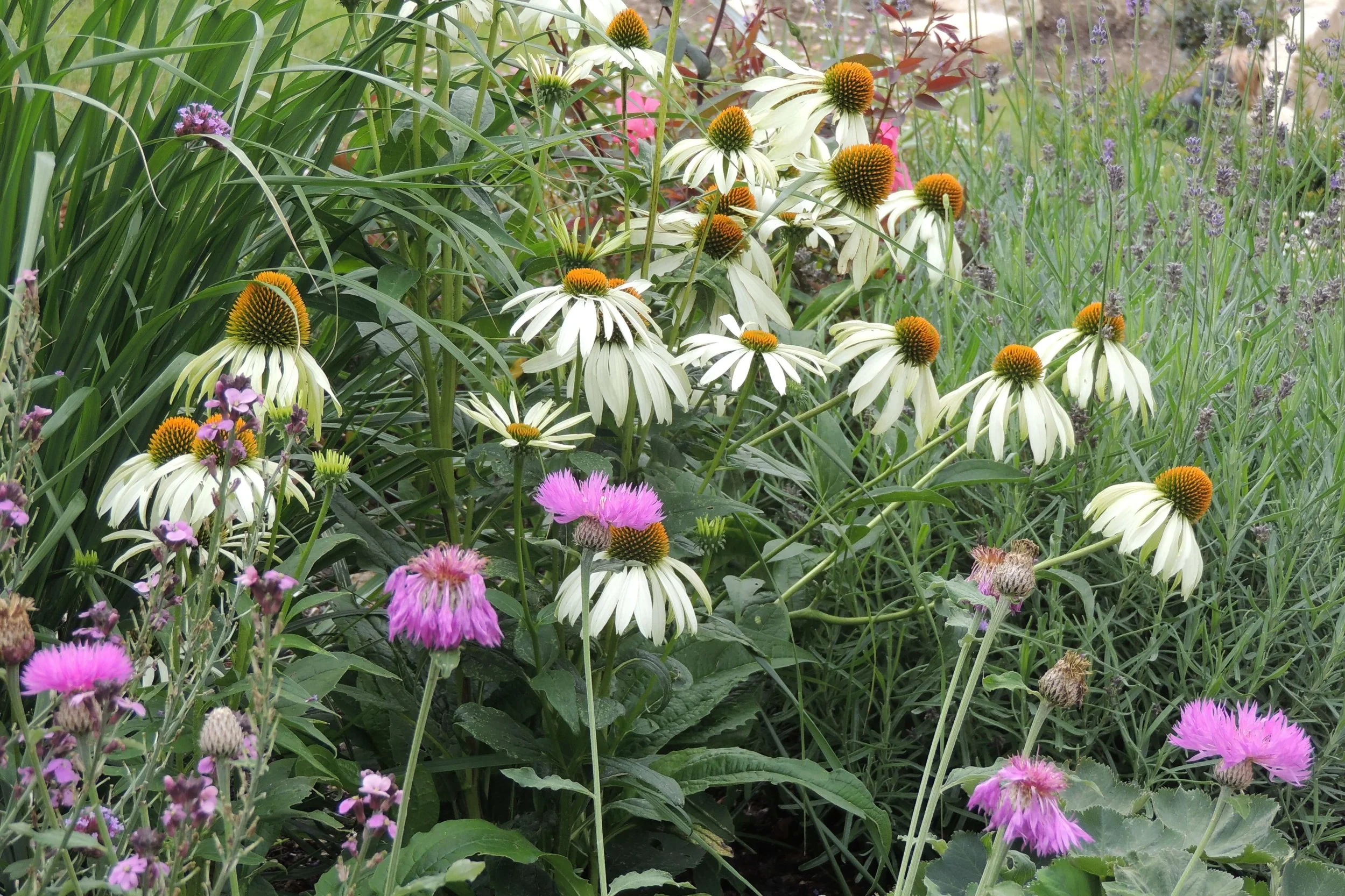 Naturalistic Planting Design — HerOutdoorz - Garden Designer and Nature ...