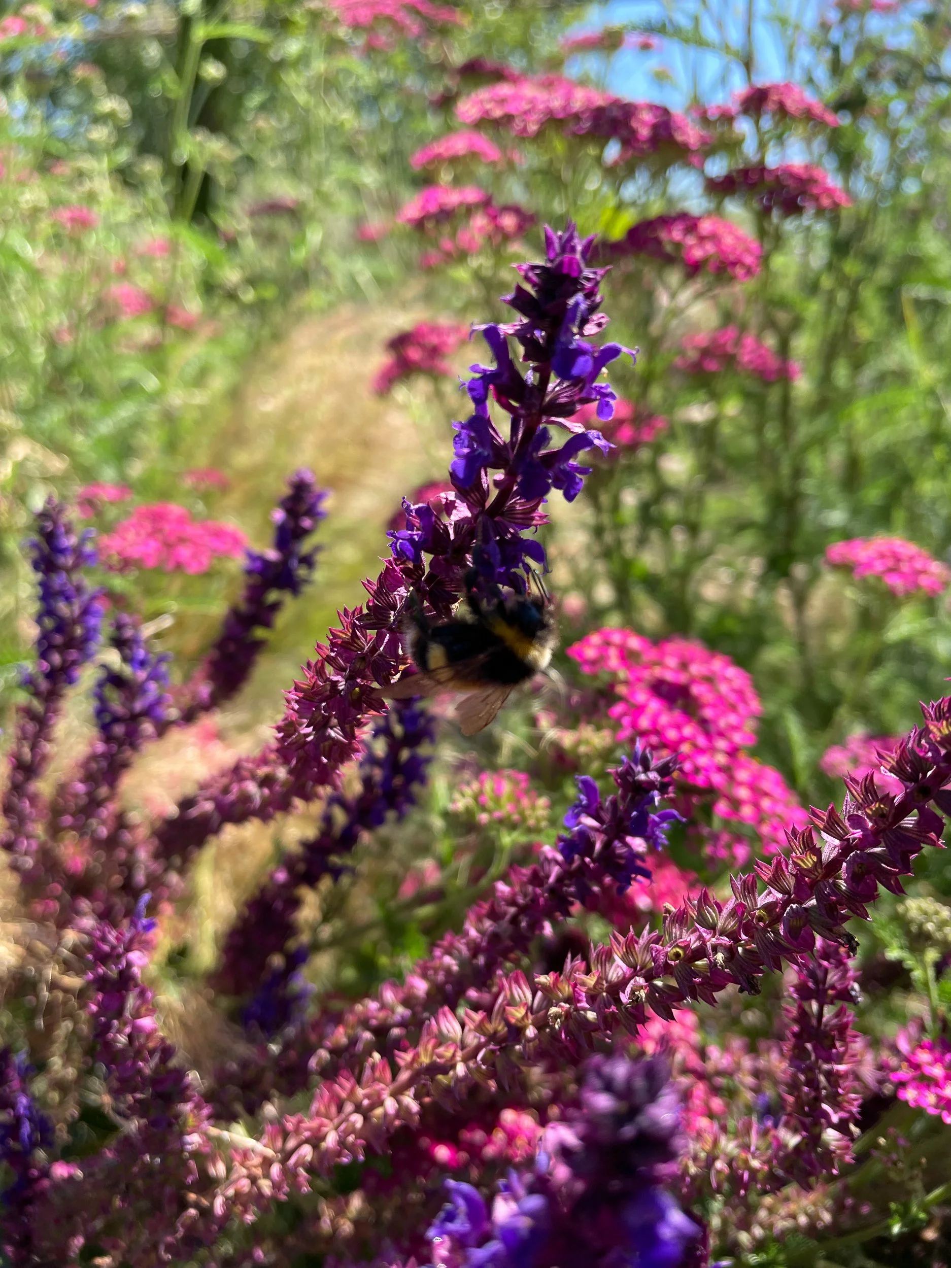 Creating a Nature Rich Garden — HerOutdoorz - Garden Designer and ...