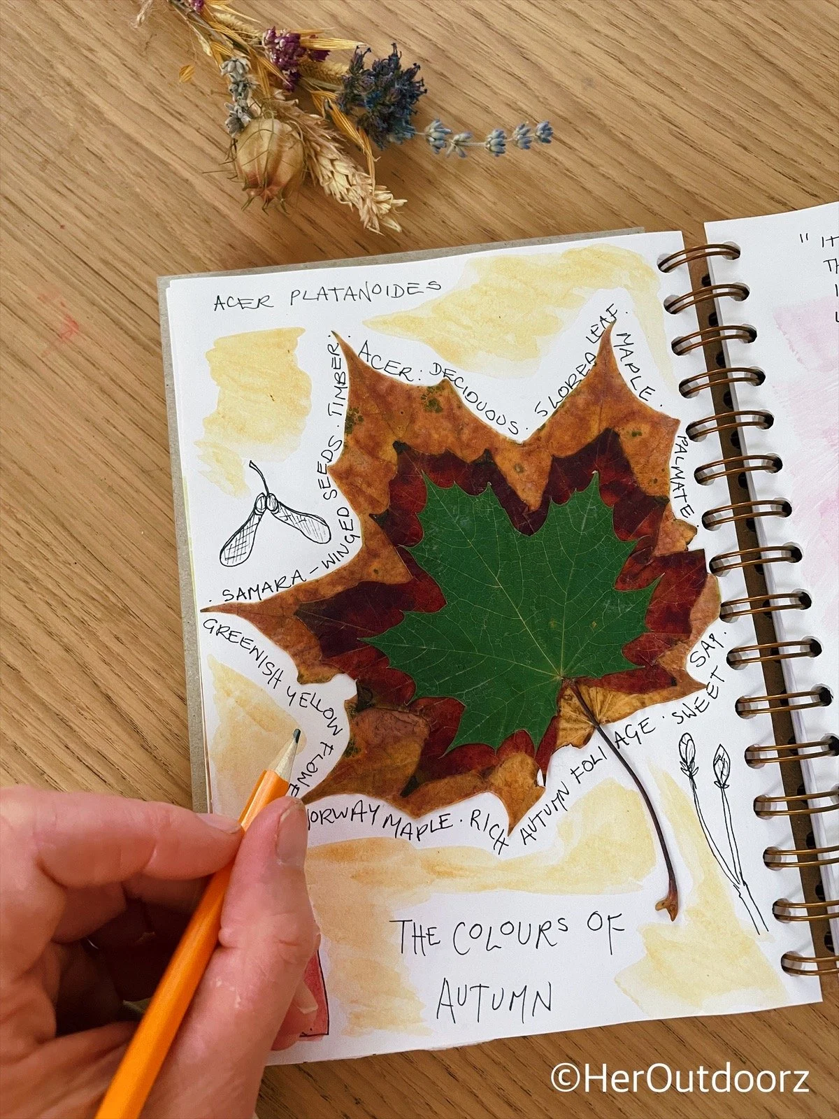 Nature Journaling — HerOutdoorz - Garden Designer and Nature Writer