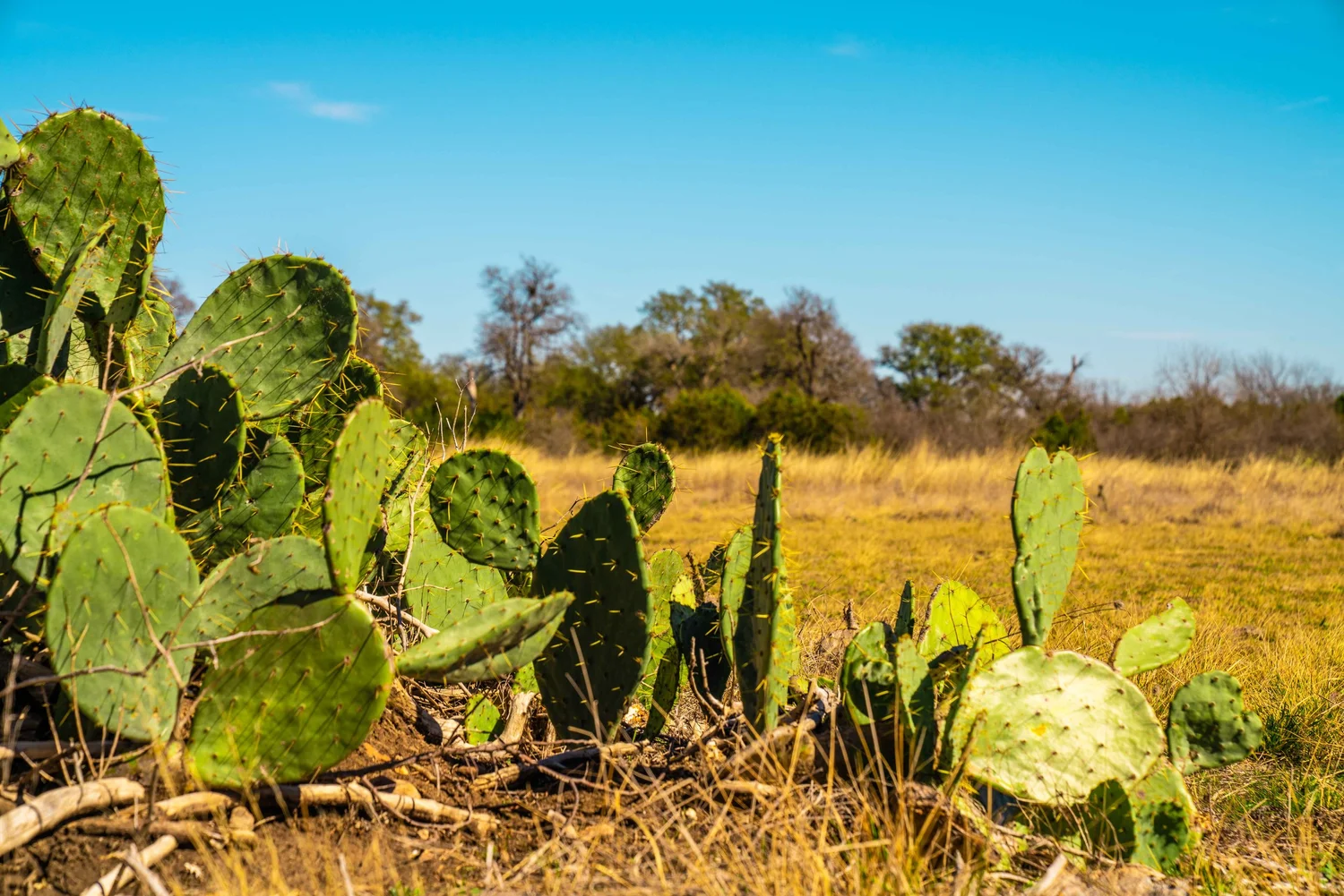 Creek Preserve's partnership with Goodner Brothers exemplifies ...