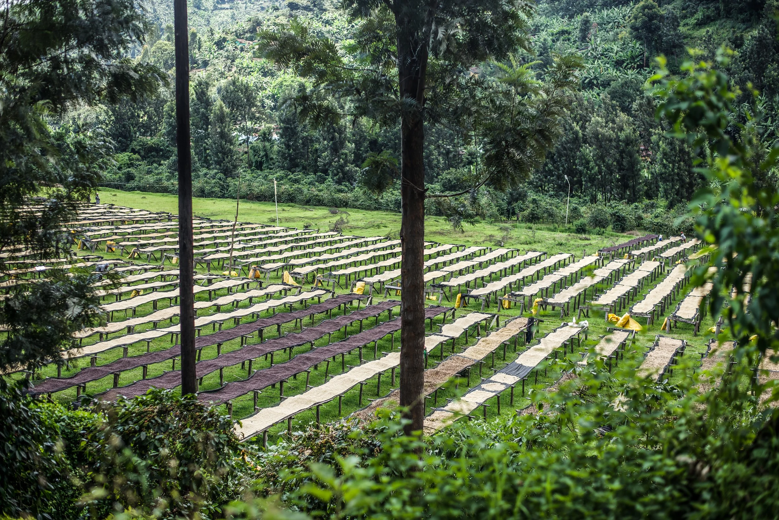 Caferwa Rwanda | Home to Rwanda's Favorite Coffee