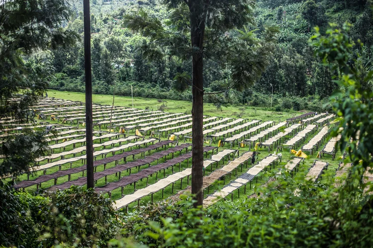 Caferwa Rwanda | Home to Rwanda's Favorite Coffee