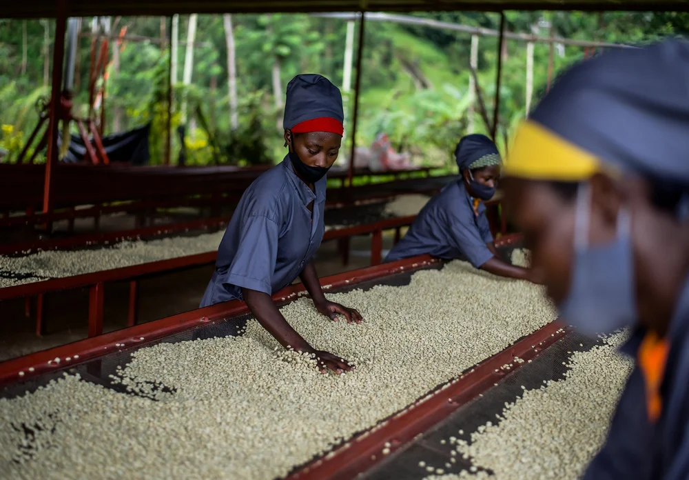 Caferwa Rwanda | Home to Rwanda's Favorite Coffee