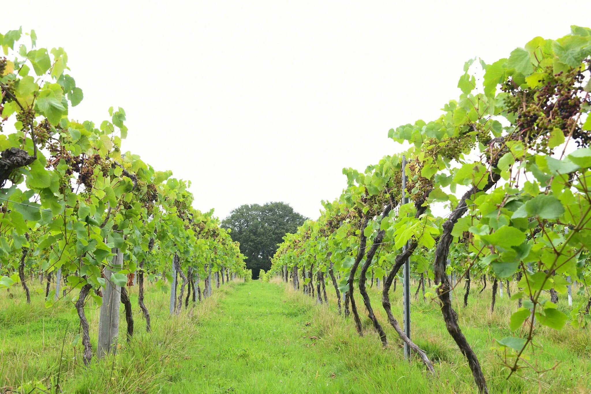 Bolney Wine Estate | West Sussex