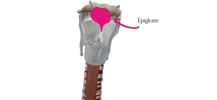 Anatomie et physiologie du larynx : son rôle dans le chant - Stéphanie ...