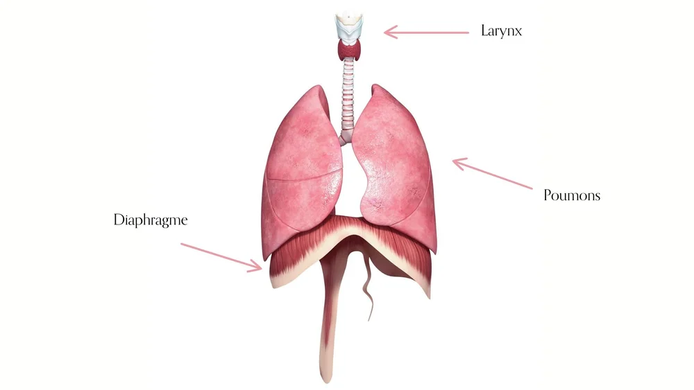 Anatomie et physiologie du diaphragme : quel rôle dans le chant ...