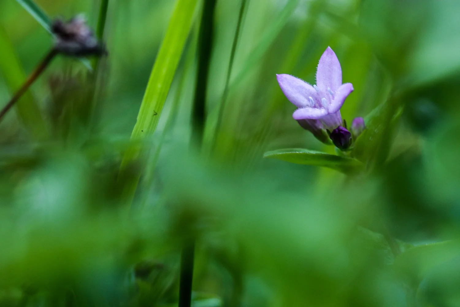 Roan Mountain Bluet — Roan Highlands