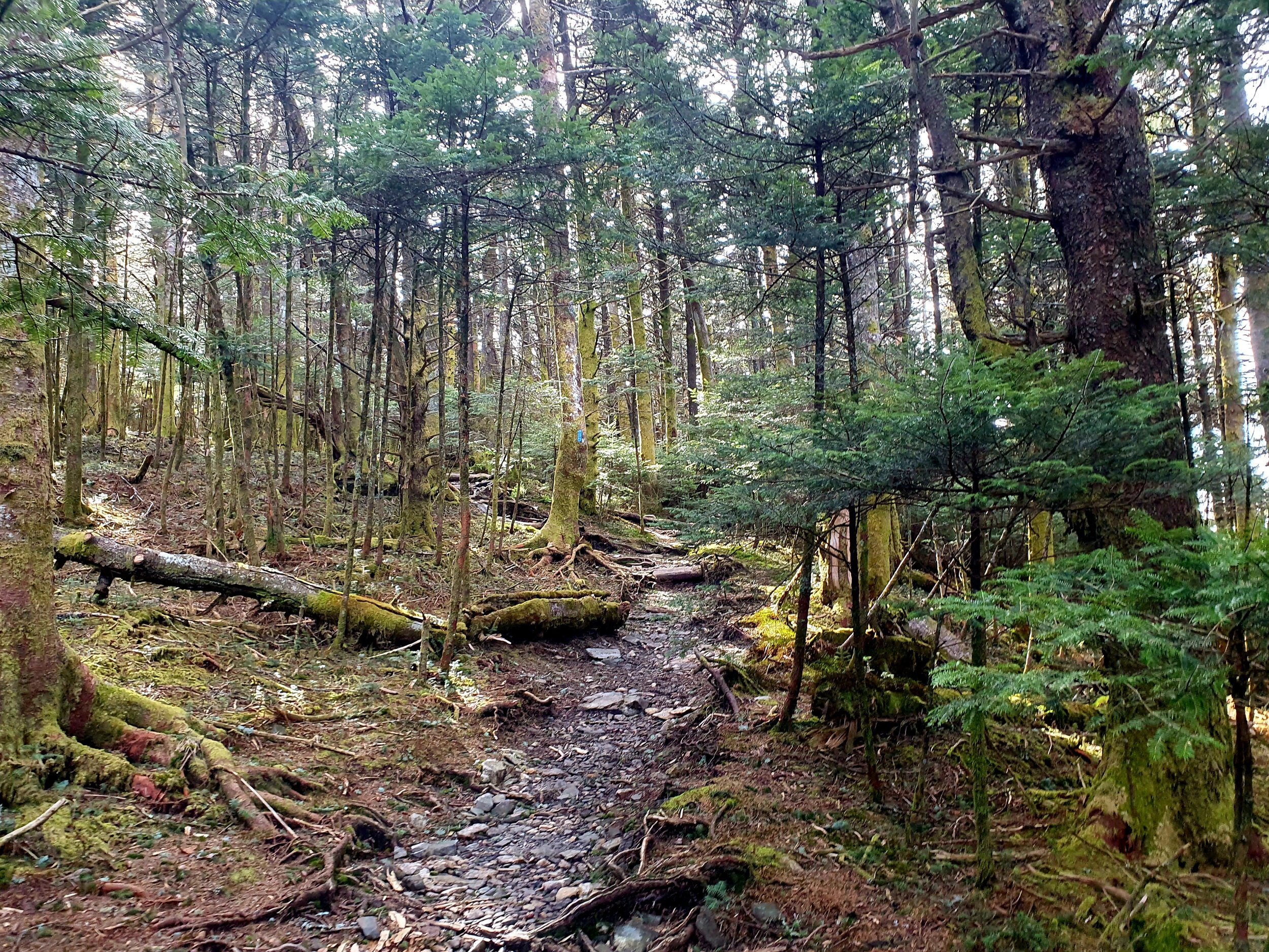 Trails at Roan Mountain — Roan Highlands