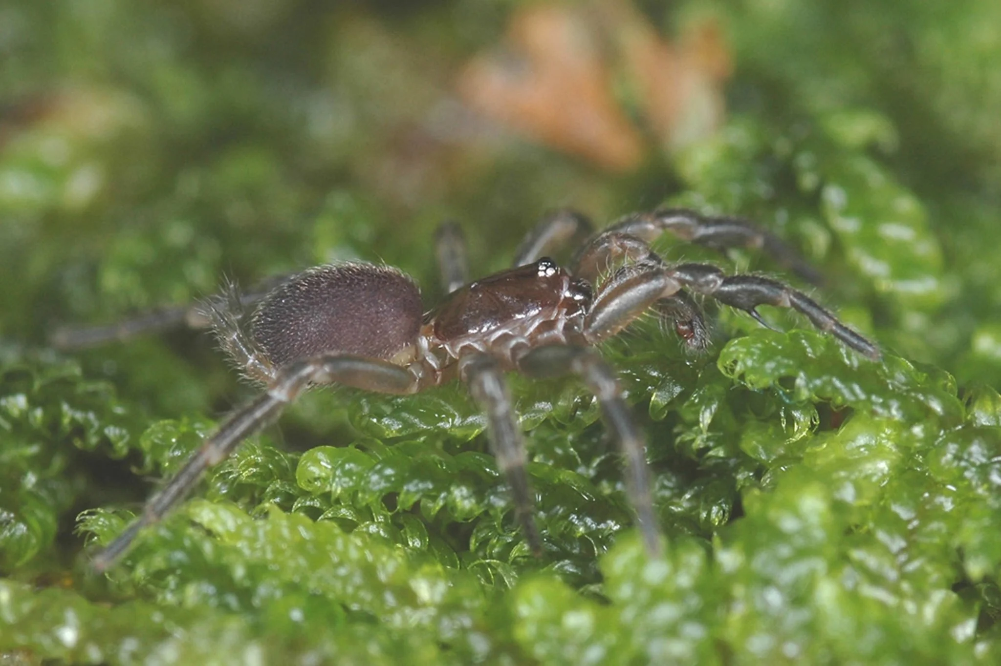Spruce-fir Moss Spider — Roan Highlands