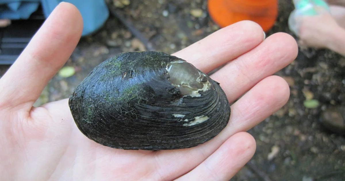 Endangered Species of North Carolina — Roan Highlands