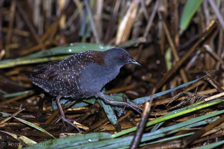 Endangered Species of North Carolina — Roan Highlands