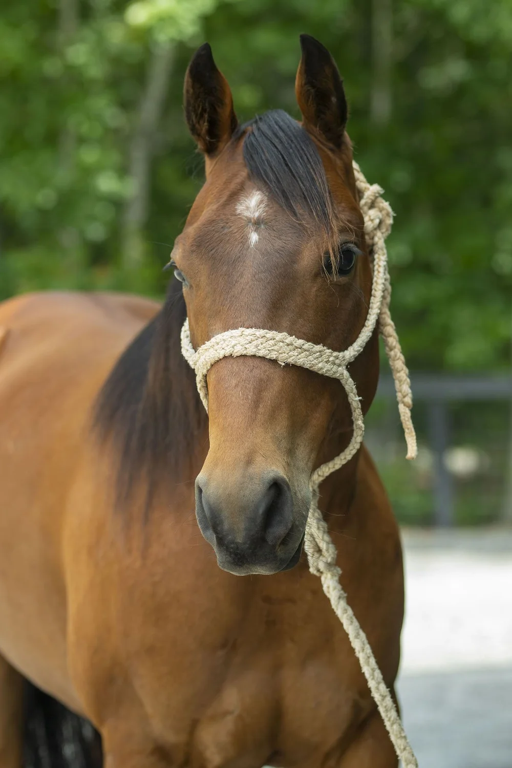 Tryon Western Adventures — Tryon International