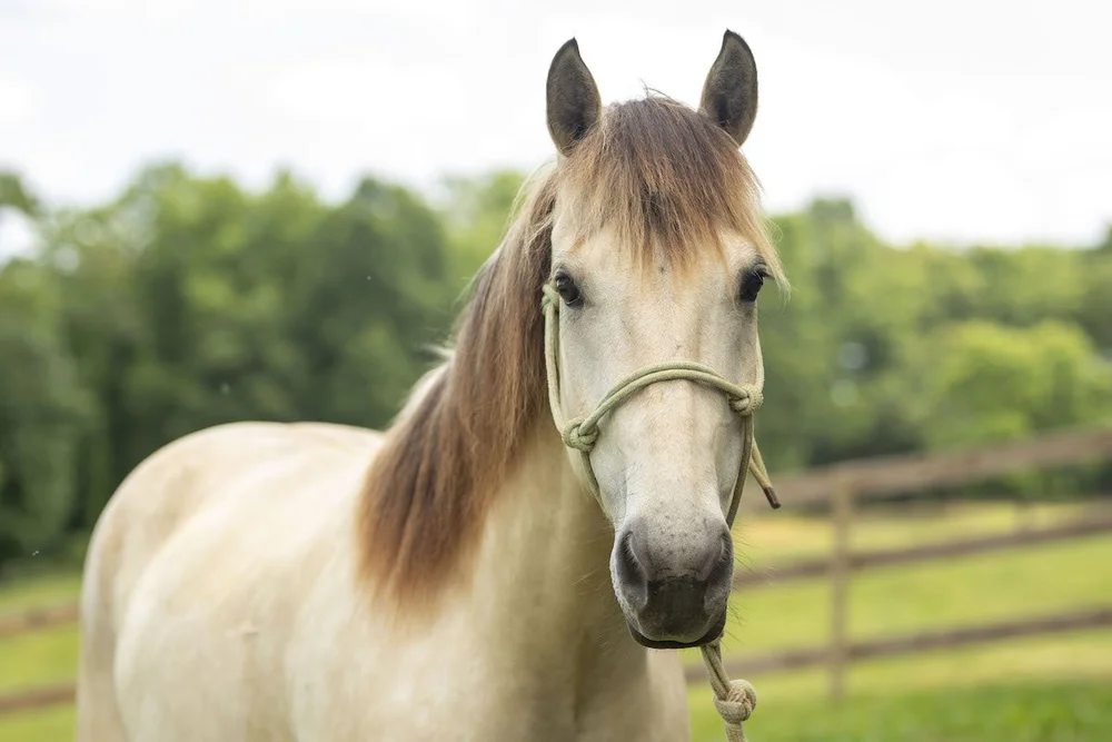 Tryon Western Adventures — Tryon International