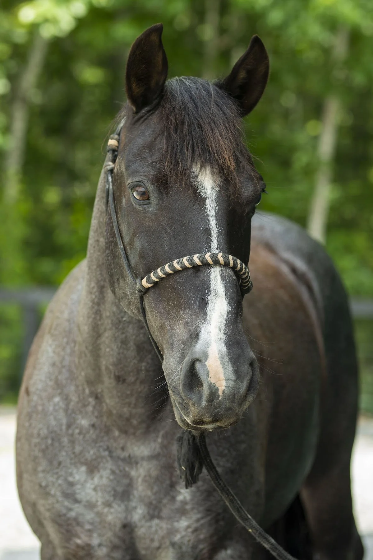 Tryon Western Adventures — Tryon International