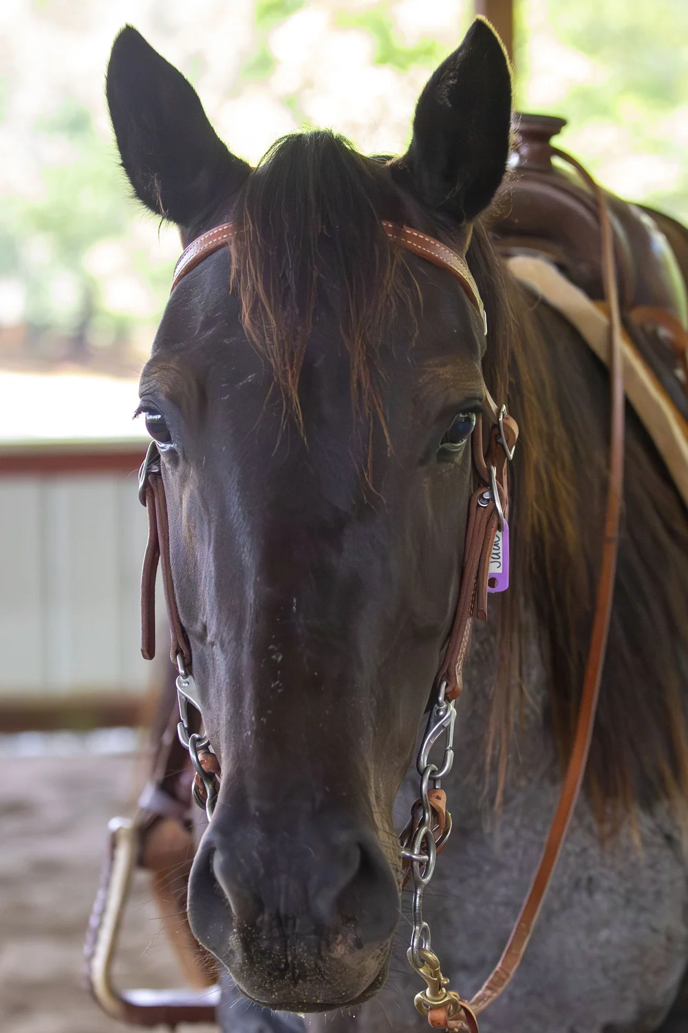 Tryon Western Adventures — Tryon International