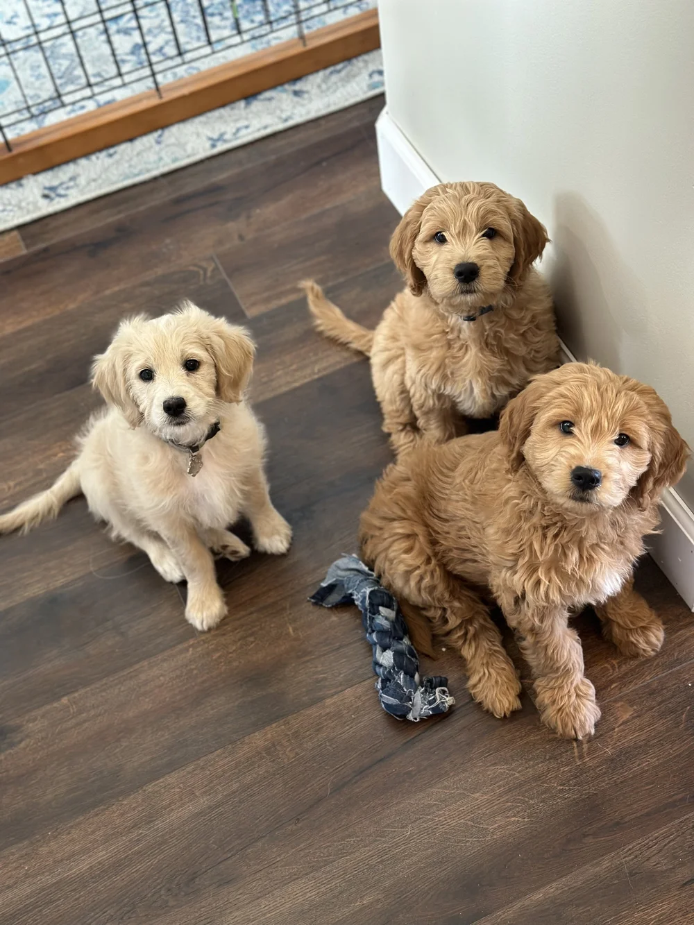 What is a Goldendoodle?