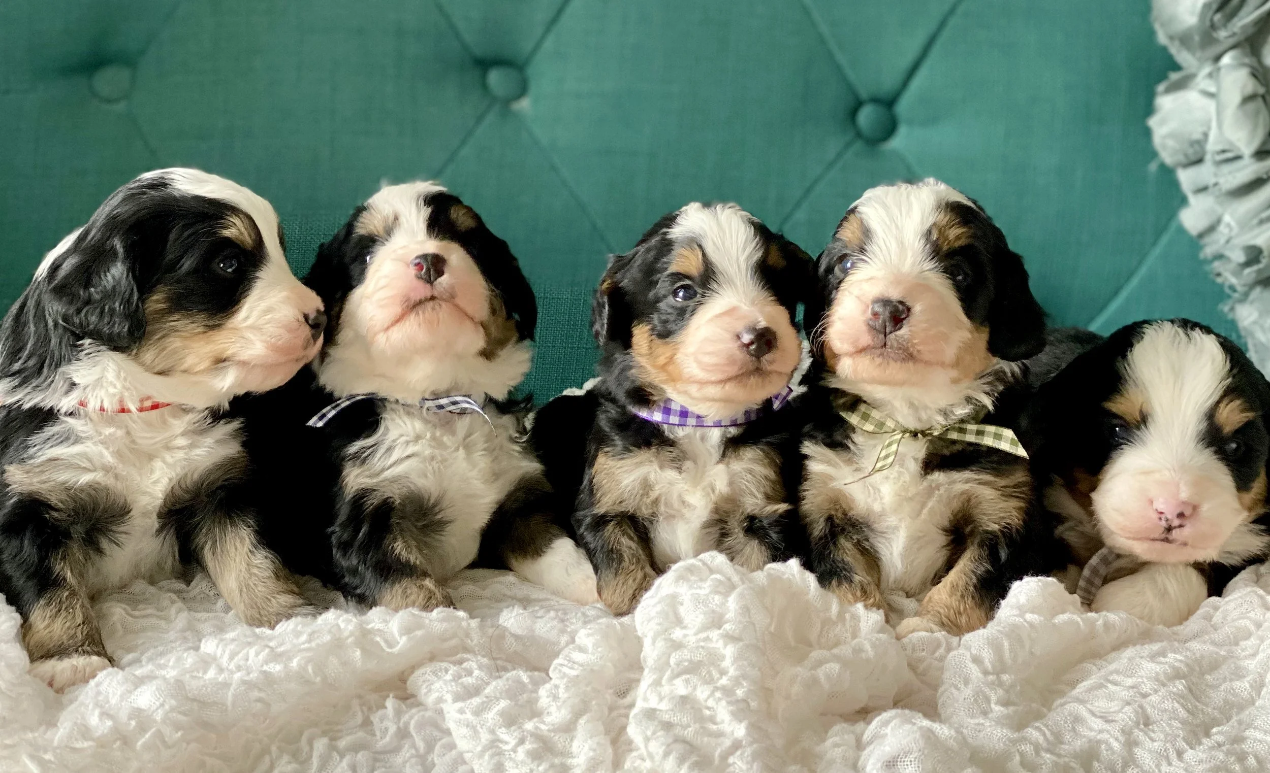 Goldendoodle and Bernedoodle Puppies Breeder | US Based